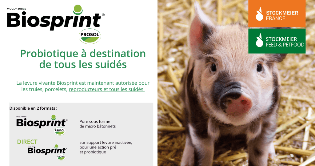 Biosprint : la solution probiotique pour l'ensemble des suidés - STOCKMEIER France
